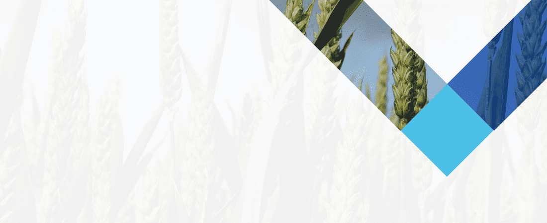Trigo Sémola Durum - GSI FOOD